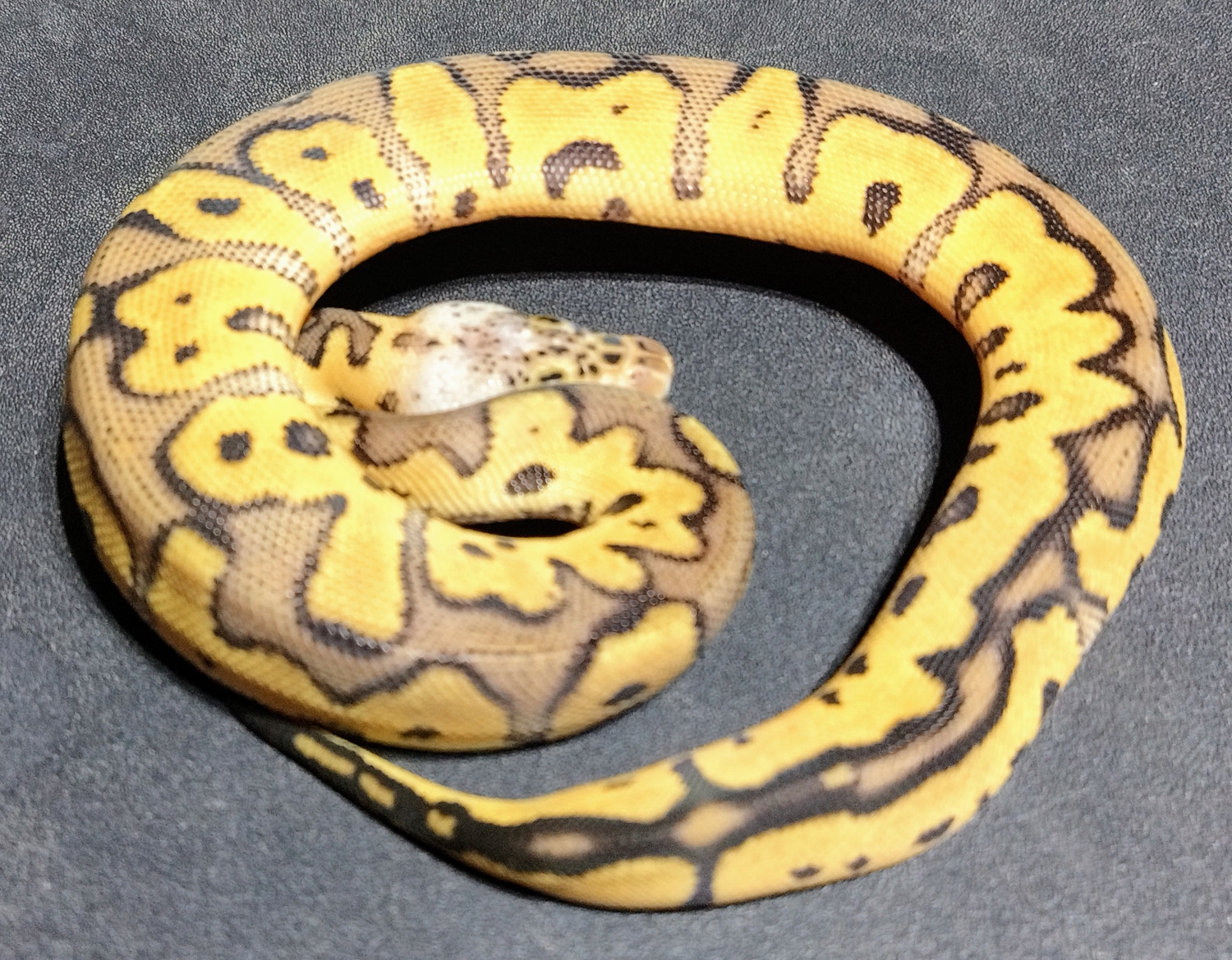 Pastel Clown Ball Python by Edens Gate Quality Serpents - MorphMarket