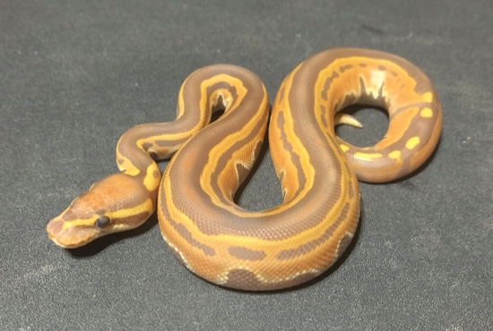 Ultramel Tri-Stripe Ball Python by Edens Gate Quality Serpents