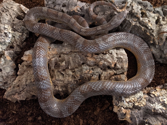Adult Charcoal Corn Snake PROVEN by Splinter Exotics