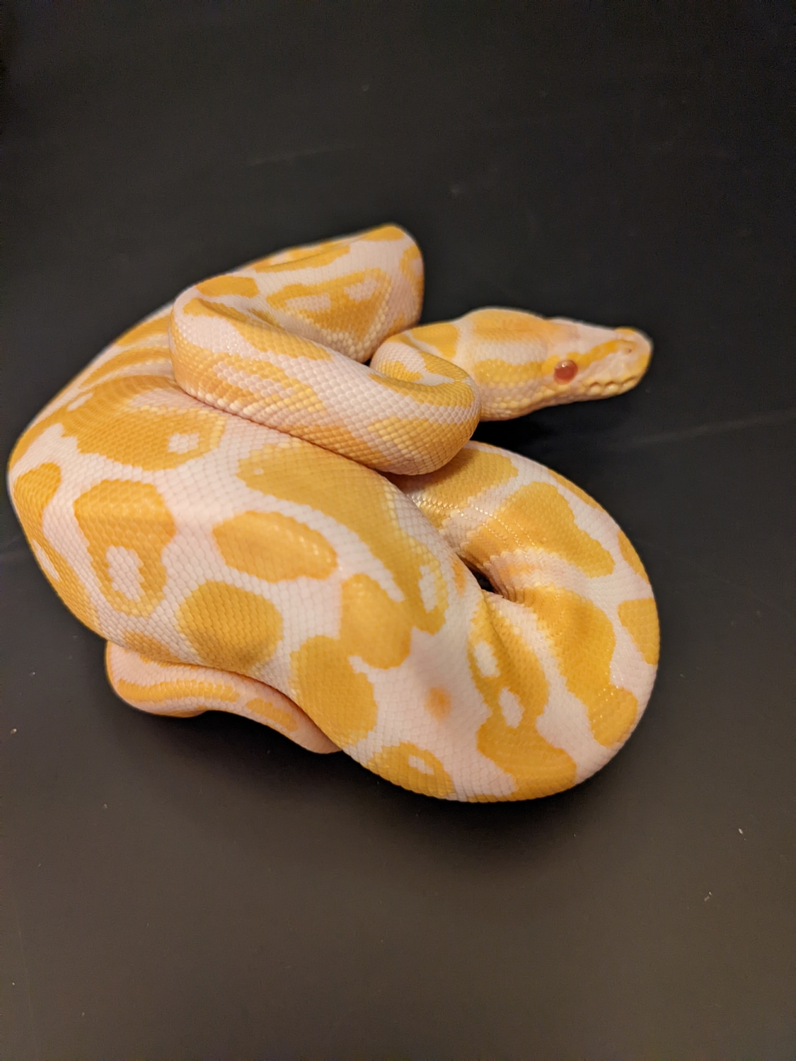 Albino Ball Python by Splinter Exotics - MorphMarket