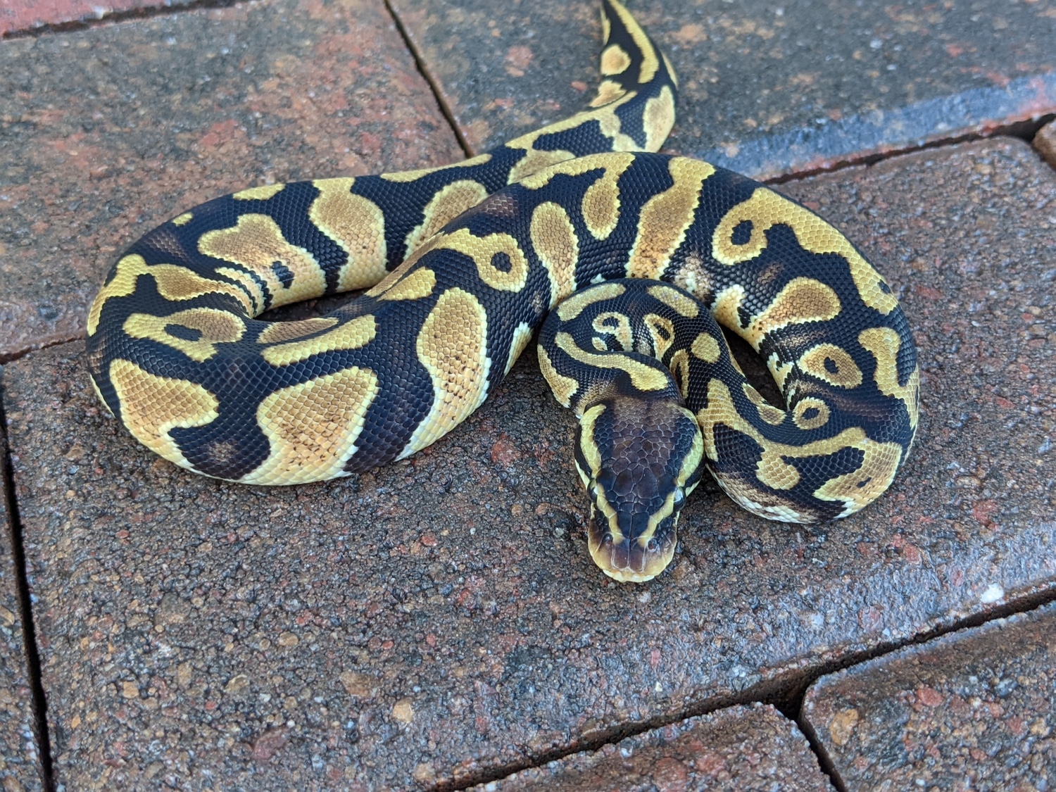 Pastel HET Pied Ball Python by Splinter Exotics - MorphMarket