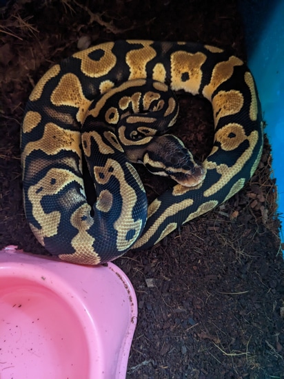 Patel HET Pied Ball Python by Splinter Exotics
