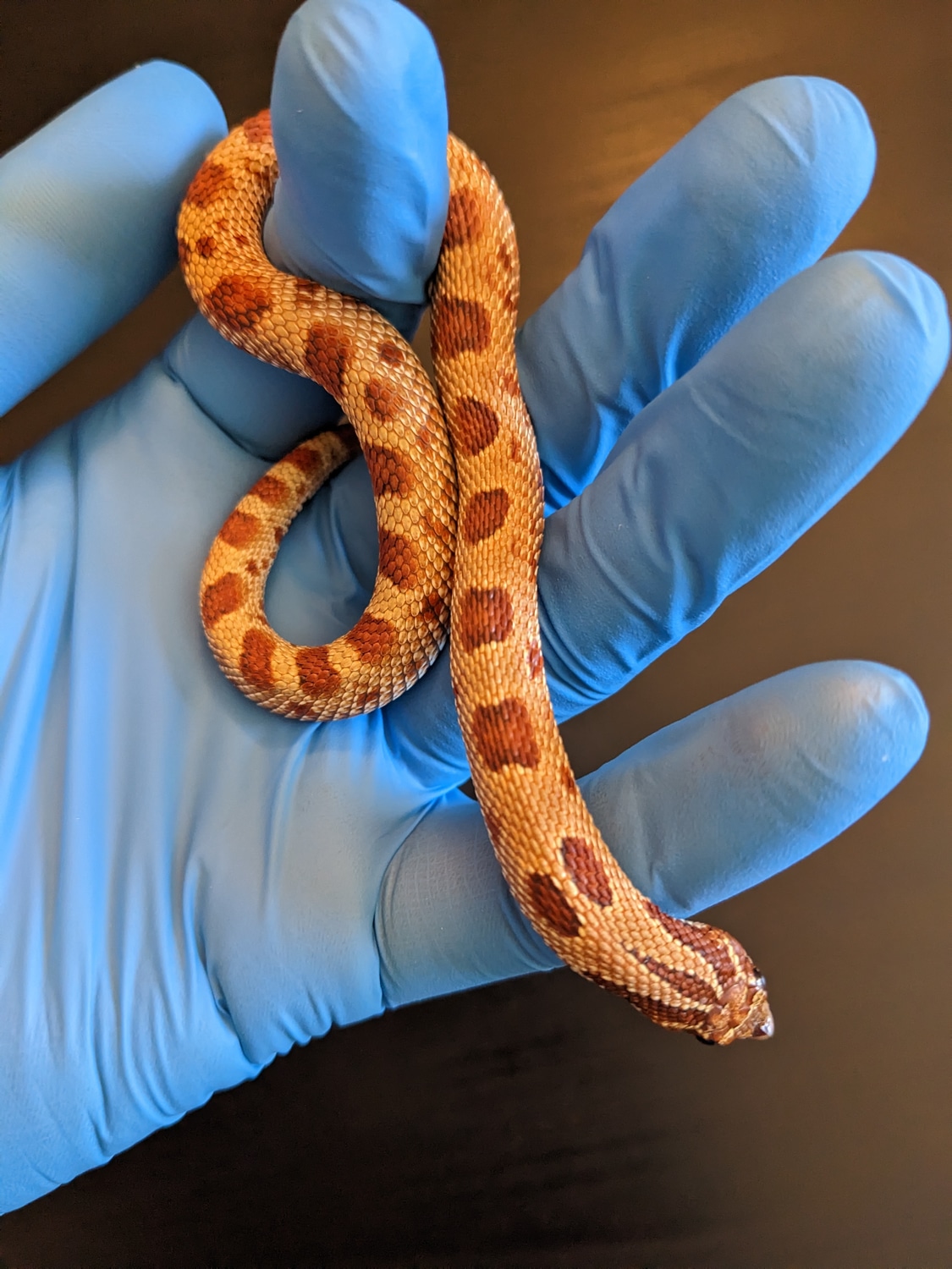 Extreme Red Purple Line Conda Western Hognose by Splinter Exotics ...