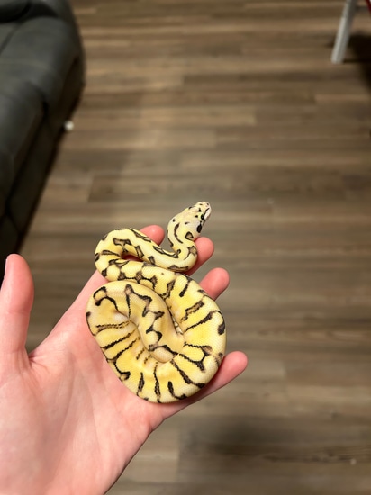 Vanilla Or Fire Enchi Pastel Spider YellowBelly Possible Calico Het ...