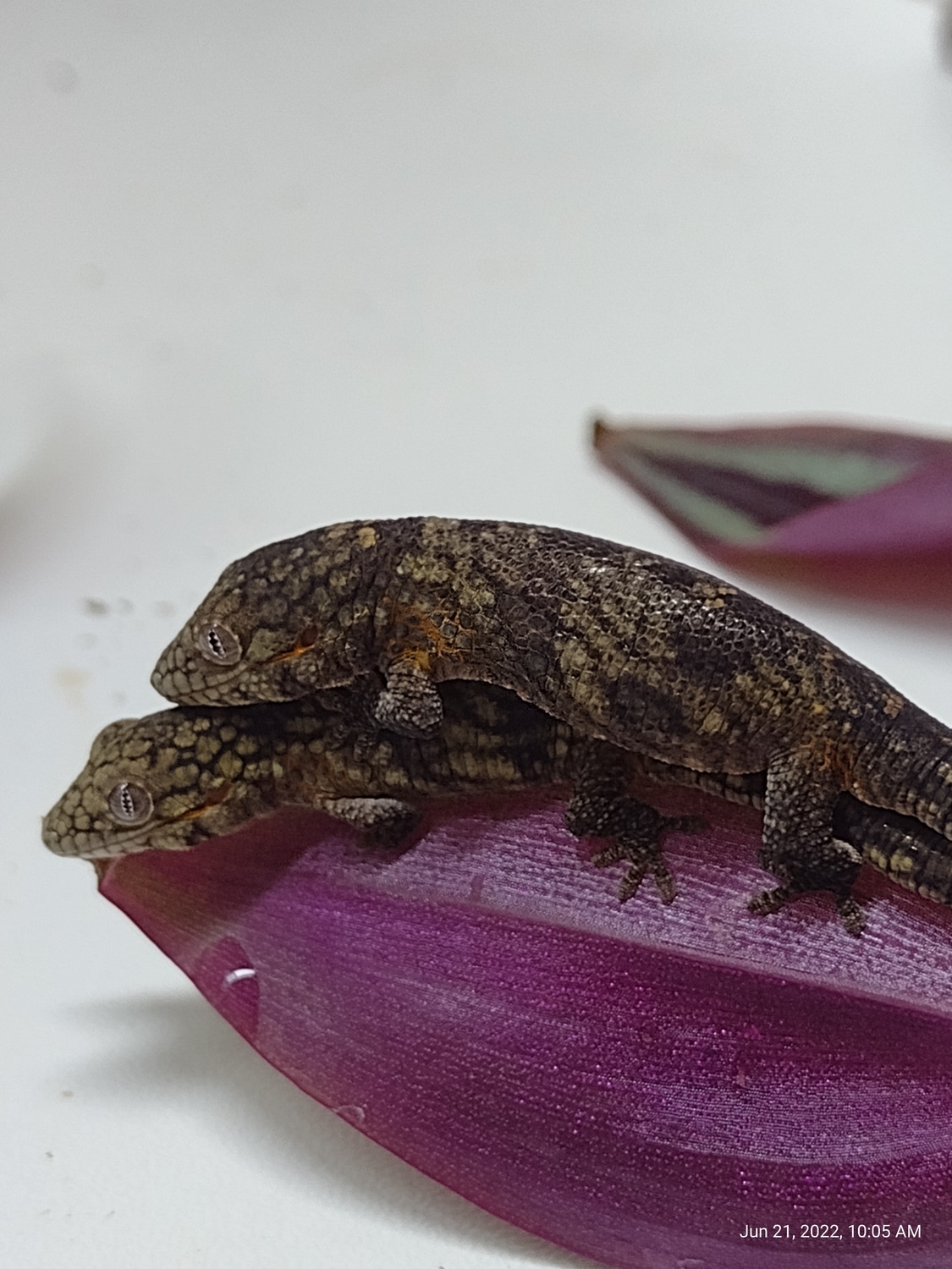 Agricolae Pair Eurydactylodes Gecko by Leeside lizards - MorphMarket