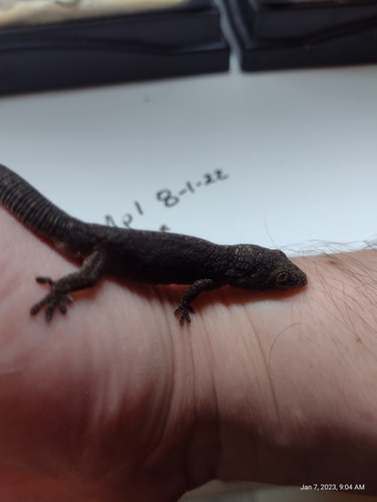 Male Eurydactylodes Agricolae Chameleon Gecko by Leeside lizards