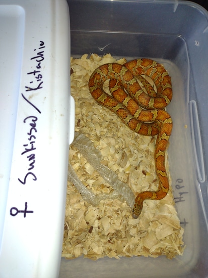 Sunkissed Female Corn Snake by Leeside lizards