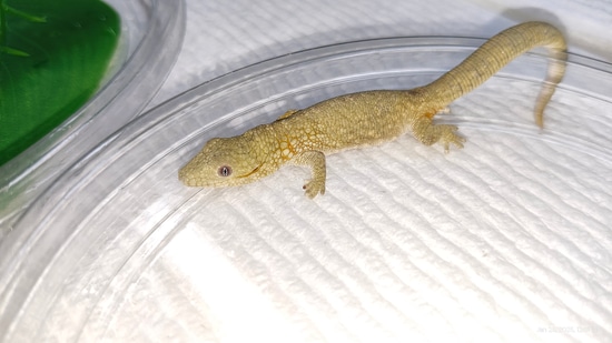 Eurydactylodes Agricolae Chameleon Gecko by Leeside lizards