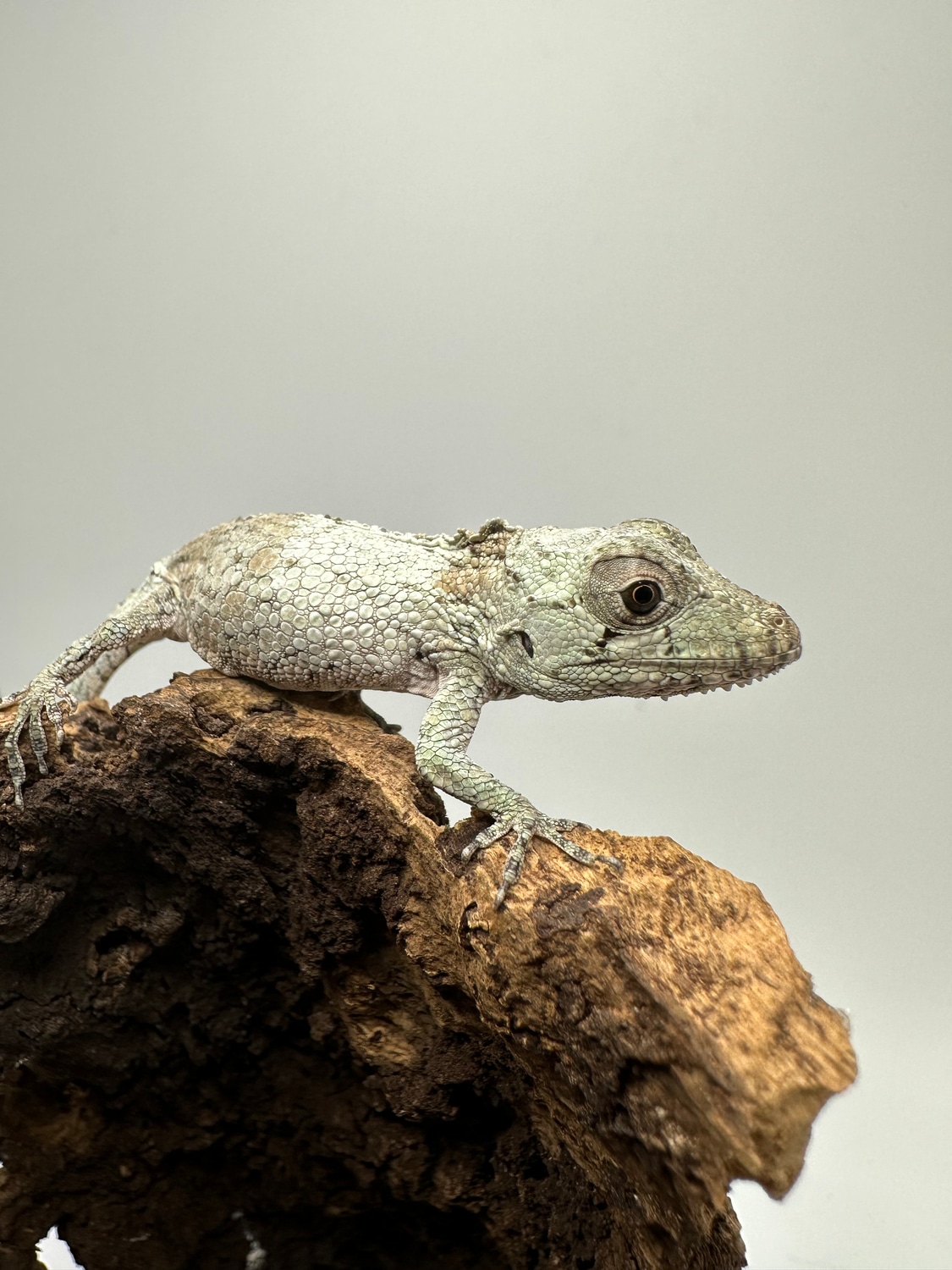 Cuban False Chameleon (Bearded ) Anole by Zetty’s Reptiles - MorphMarket