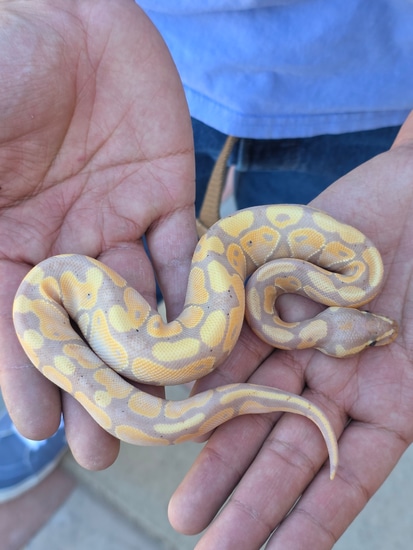 Banana Het Pied Ball Python by Balls of Glory Exotics