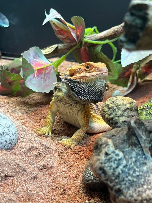 Rex Central Bearded Dragon by Zev Green Reptiles - MorphMarket