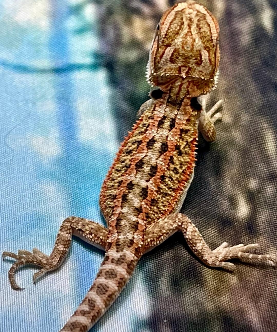 Het Hypo 50% Het Zero 66% Het Translucent Central Bearded Dragon by Zev ...