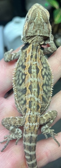 Leatherback Het Hypo 50 Het Zero Het Trans Central Bearded Dragon by ...