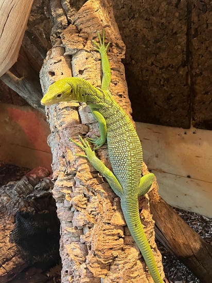 Green Tree Monitors Proven Pair 1:1 by Endpoint Reptiles