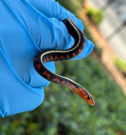 Oregon Red Spotted Garter Snake by Endpoint Reptiles