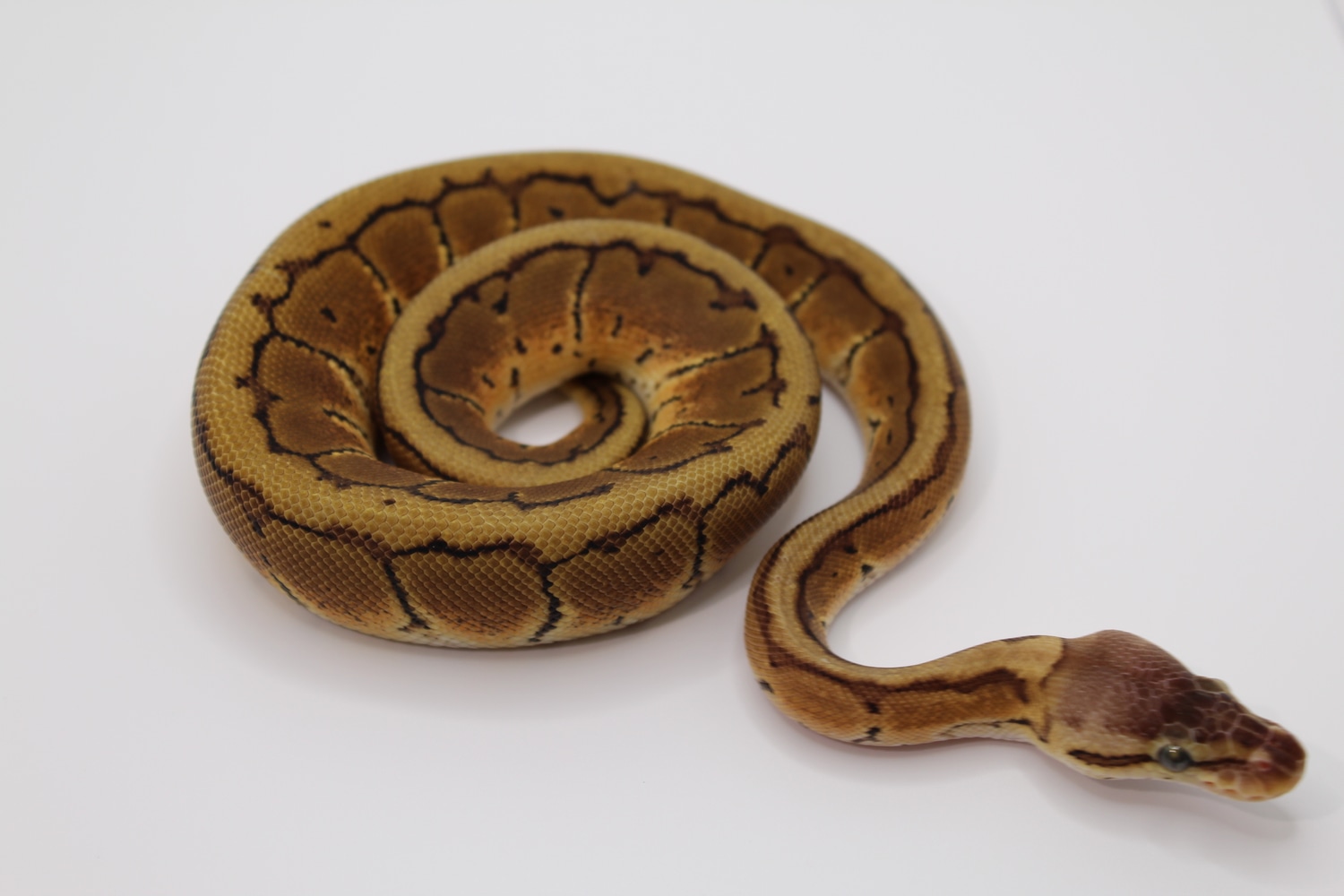 Lemon Blast Ball Python by Skip's Scales - MorphMarket