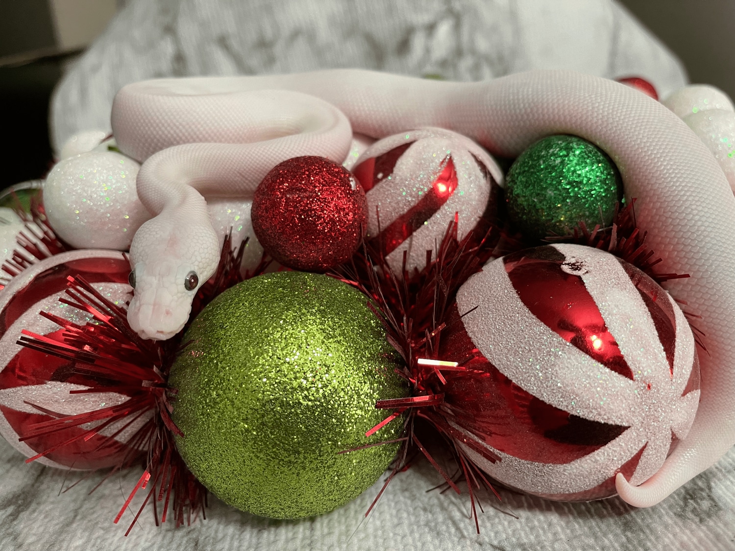 BEL Ball Python by Halls Balls and Exotics - MorphMarket