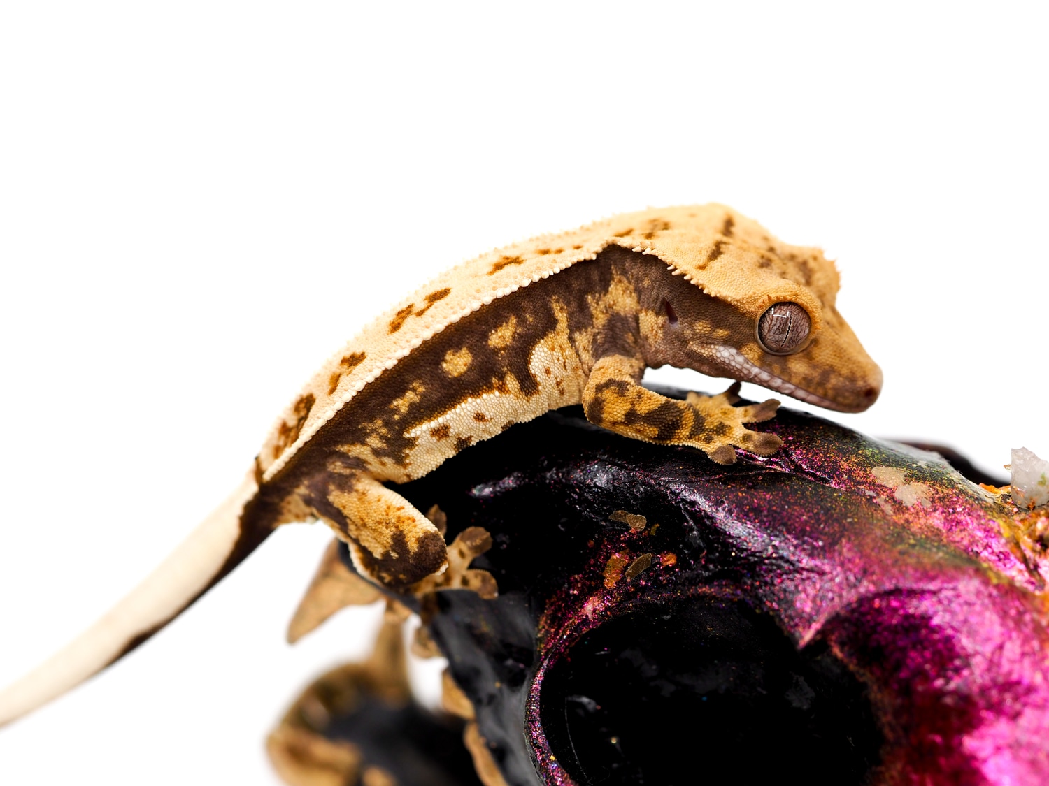 Tricolor Male Crested Gecko by Epic Serpents & Crested Geckos LLC ...