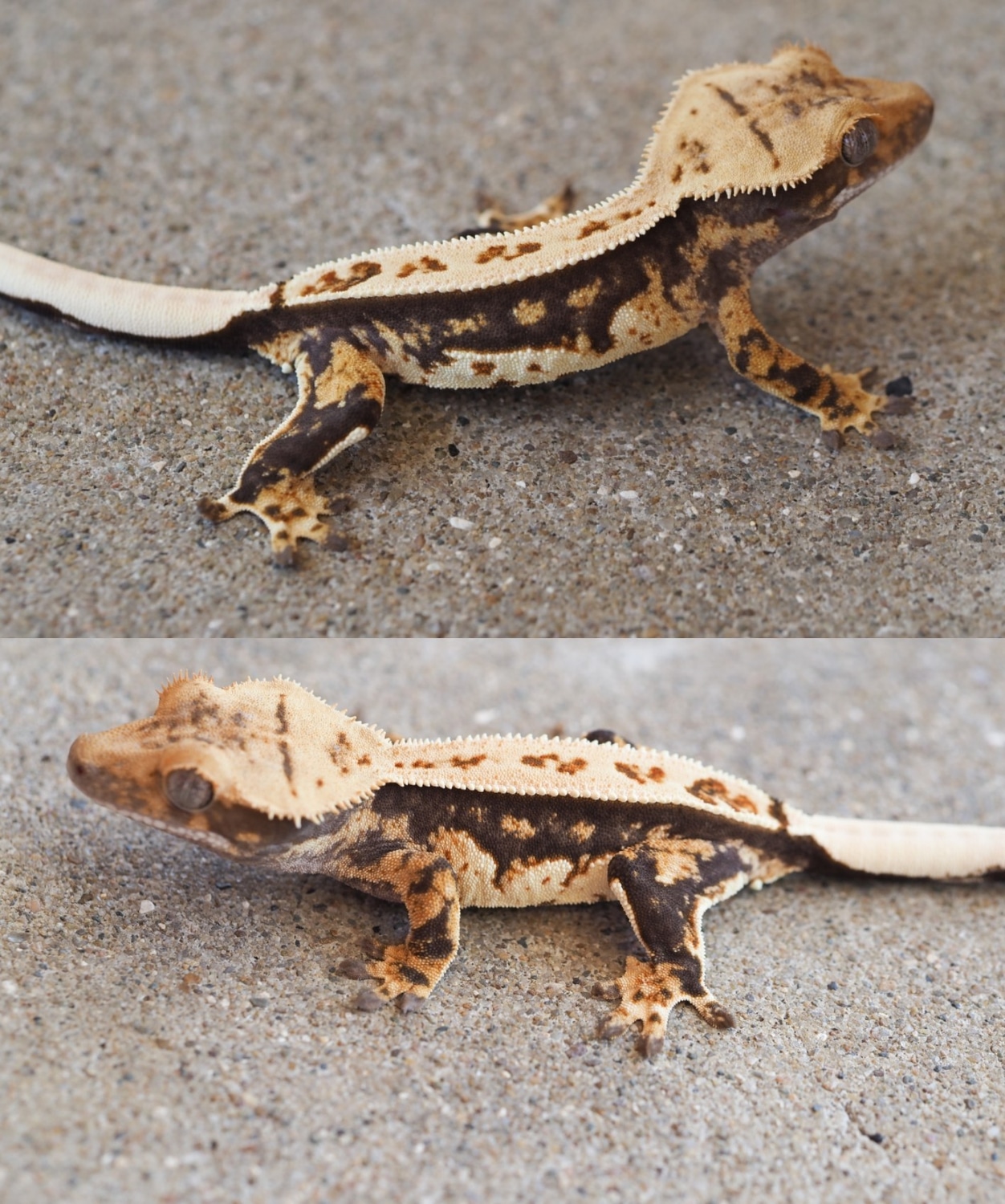 Free Shipping! Crested Gecko by Epic Serpents & Crested Geckos LLC ...