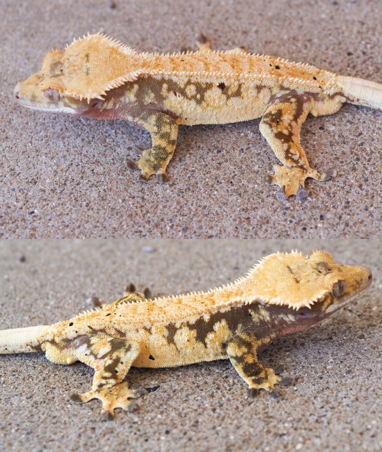 Proven! Free Shipping!!!!! Crested Gecko by Epic Serpents & Crested ...