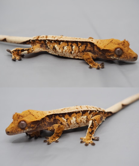 Beautiful Tricolor Crested Gecko by Epic Serpents