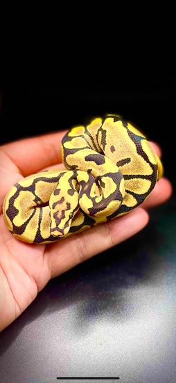 🇨🇦422 Grams!Od Spotnose Fire Het Clown Ball Python by Zhang zihao reptile