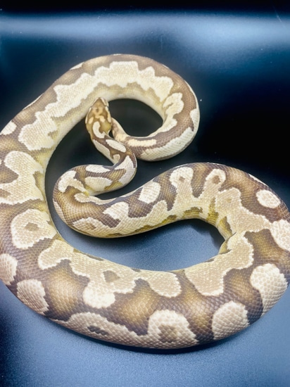 Proven Breeder! Od Yb Fire Special Ph Pied Ball Python by Zhang zihao ...