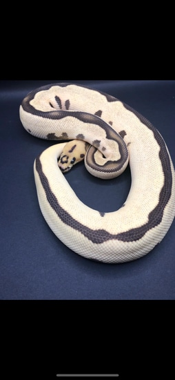 🇨🇦🇺🇸Proven Breeder! Od Yb Fire Leopard Clown Het Pied Pos Scrambler ...