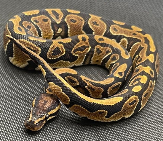 Normal Ball Python by Zippy's Ball Pythons