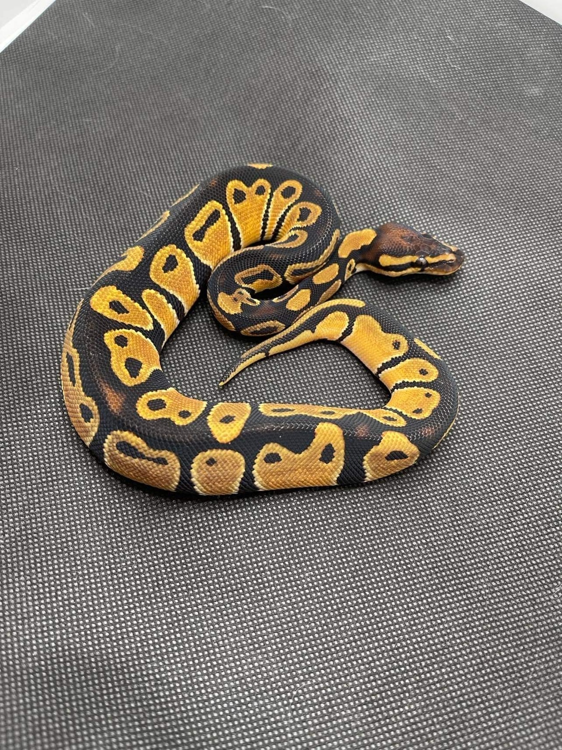 High Intensity Orange Dream Ball Python by Zippy's Ball Pythons ...