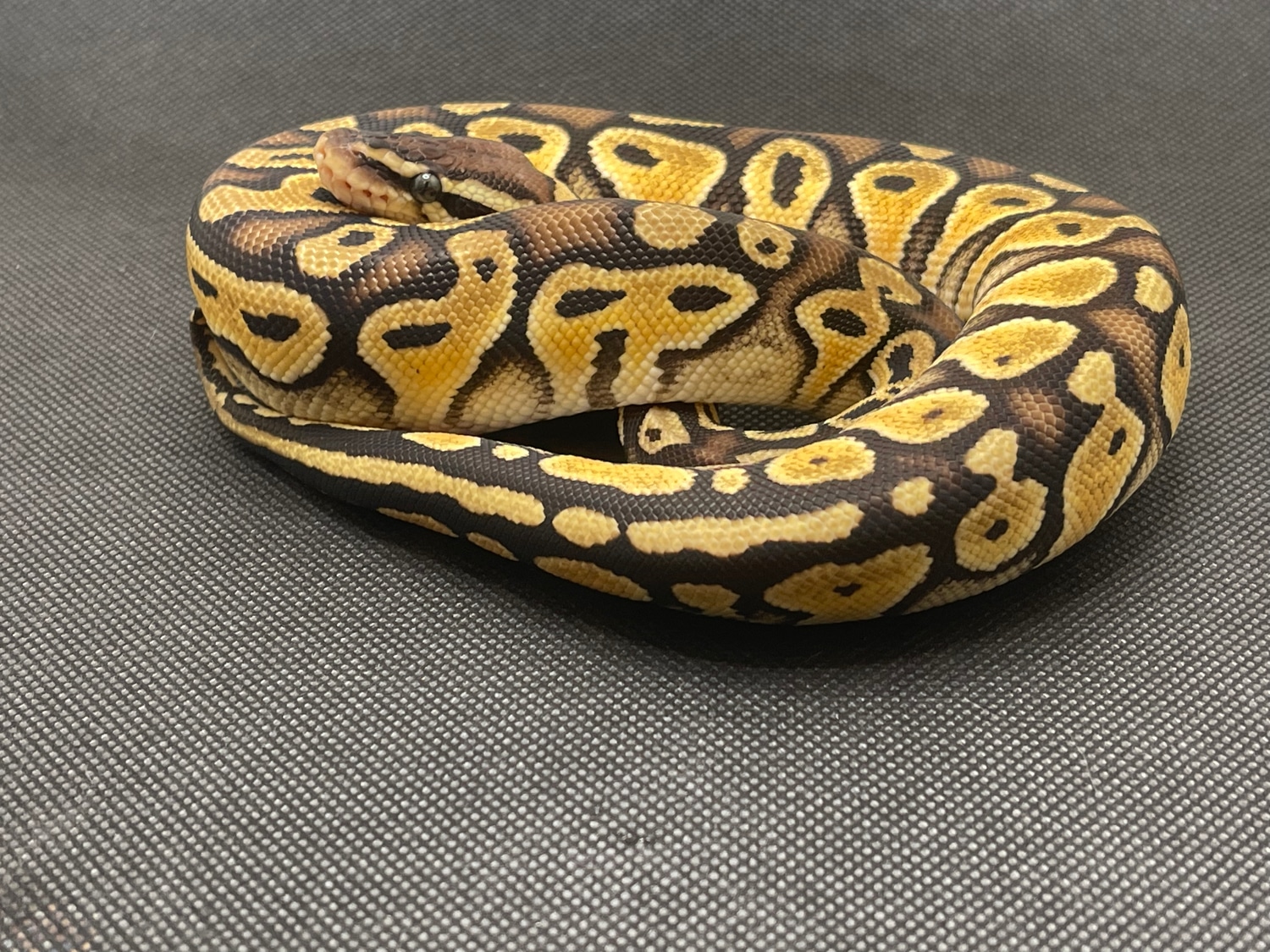 Pastel Russo 25% Volta Ball Python by Zippy's Ball Pythons - MorphMarket