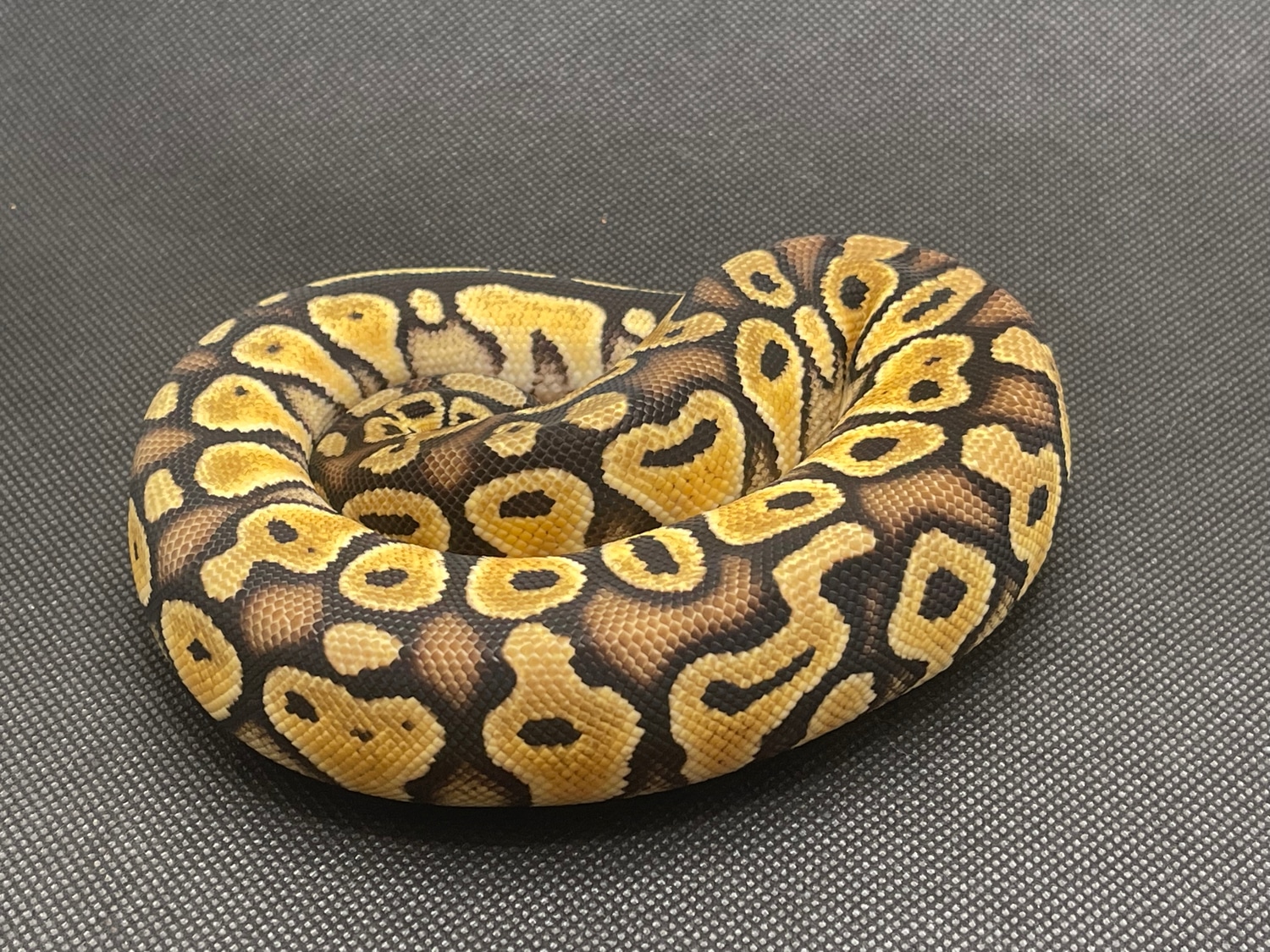 Pastel Russo 25% Volta Ball Python by Zippy's Ball Pythons - MorphMarket