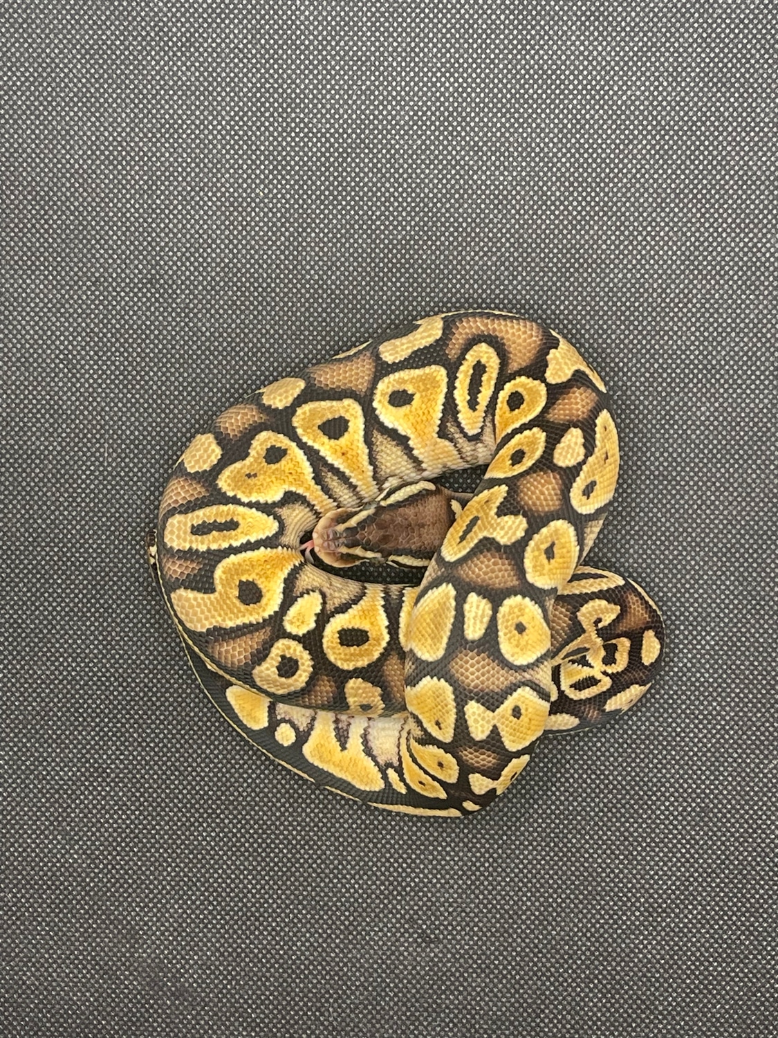 Pastel Russo 25% Volta Ball Python by Zippy's Ball Pythons - MorphMarket