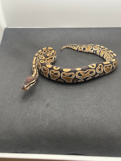 Russo Ball Python by Zippy's Ball Pythons