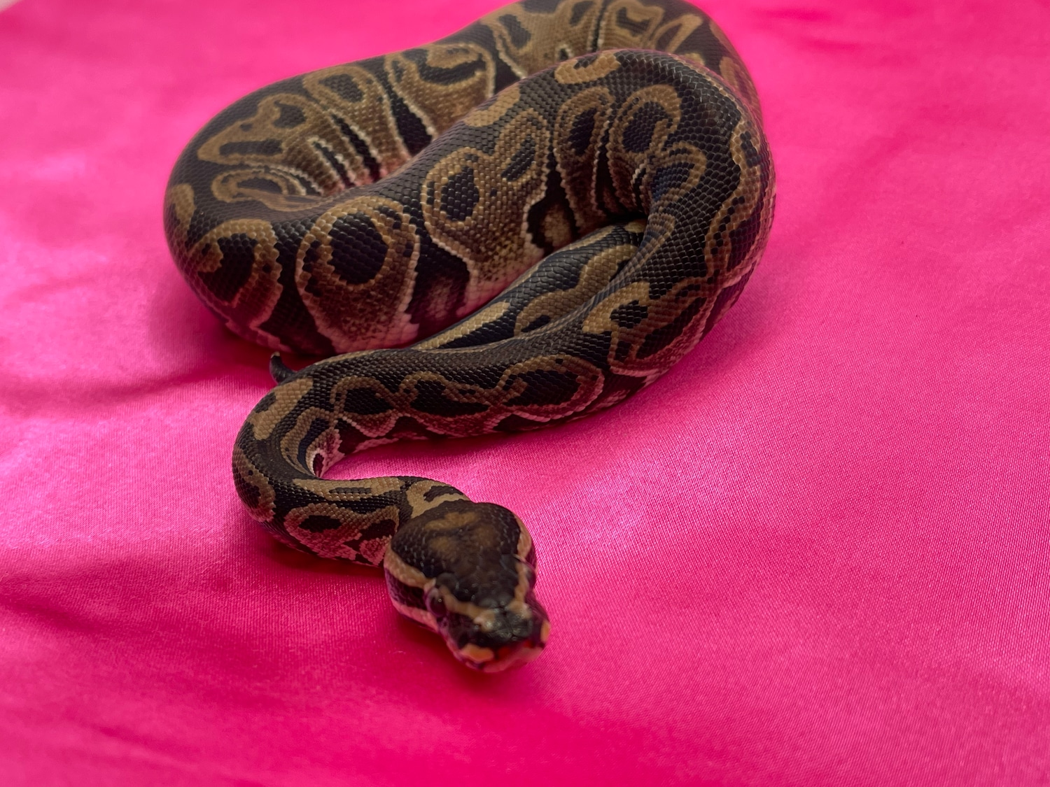 Lori Ball Python by Zippy's Ball Pythons - MorphMarket