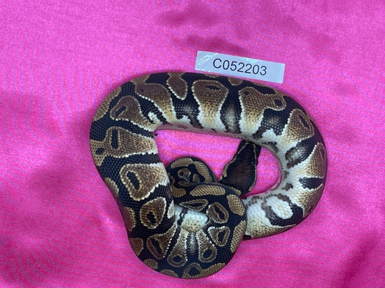 Normal Ball Python by Zippy's Ball Pythons