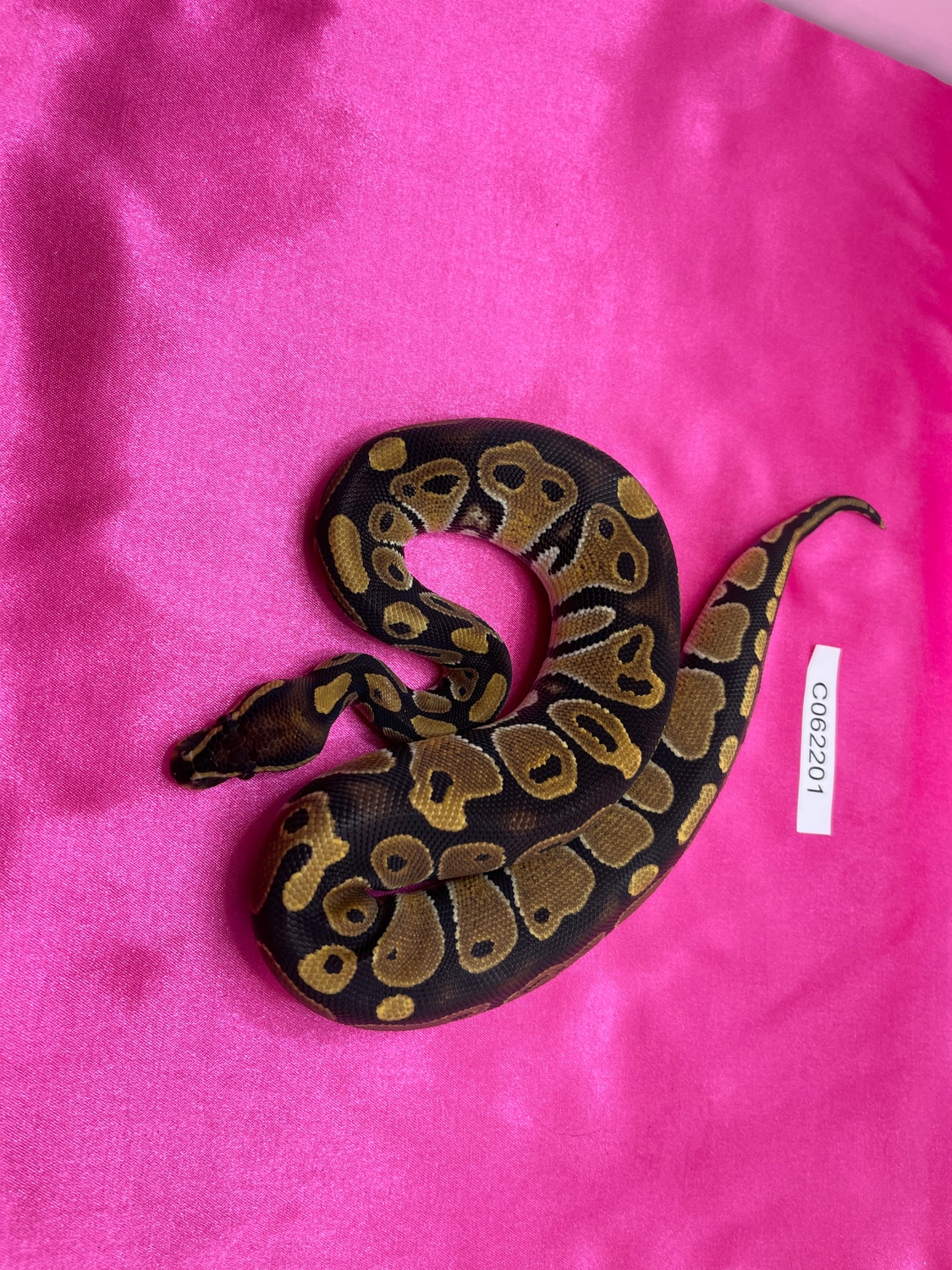 Normal Ball Python By Zippy s Ball Pythons MorphMarket normal-ball-python-by-zippy-s-ball-pythons-morphmarket