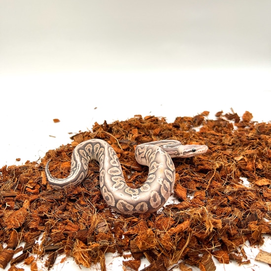 Hypo Cinnamon Pastel Vanilla Ball Python by Ghost Constrictors