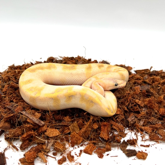 Hypo Champagne Enchi Pastel Ball Python by Ghost Constrictors