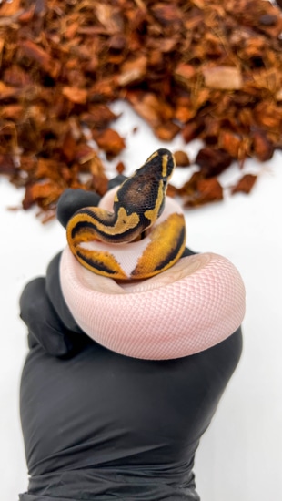 Axanthic-(VPI)-[het] Piebald Ball Python by Ghost Constrictors