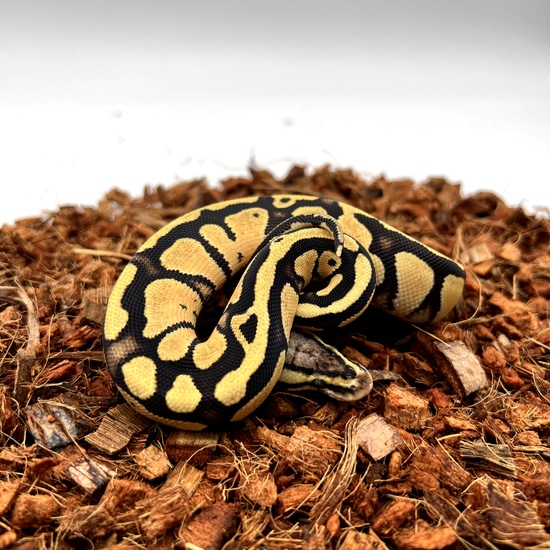 YB Firefly Het G-Stripe 66% Het Clown Ball Python by Ghost Constrictors