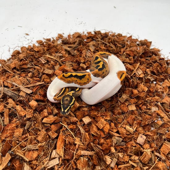 Piebald, Poss Leopard Ball Python by Ghost Constrictors