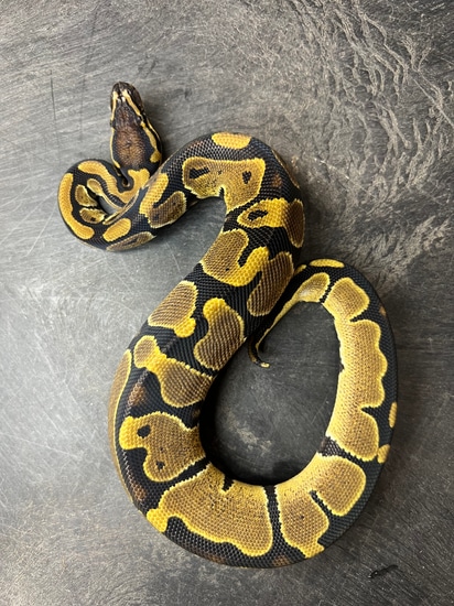 Dbl Het VPI Axanthic Piebald Ball Python by Ghost Constrictors