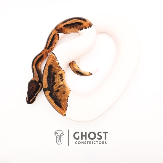 Piebald Het VPI Axanthic Ball Python by Ghost Constrictors