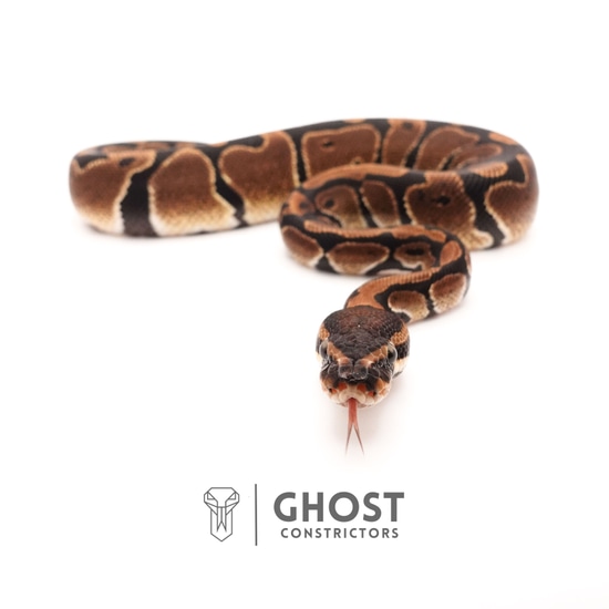 Dbl Het VPI Axanthic Piebald Ball Python by Ghost Constrictors