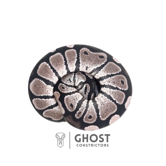 VPI Axanthic Het Piebald Ball Python by Ghost Constrictors