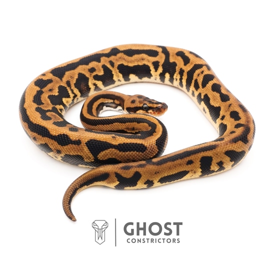 Leopard Spotnose Enchi (Redstripe) Triple Het Clown DG Pied Ball Python by Ghost Constrictors