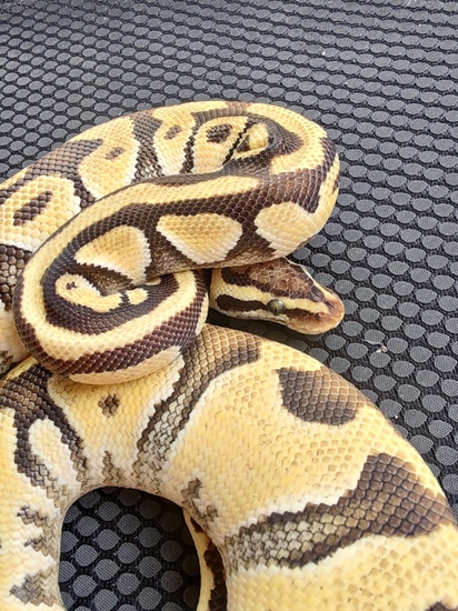 Pastel Enchi OD Possible Phantom Het Clown Ball Python by Royal Z Pythons