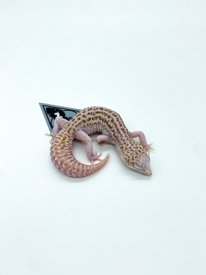 Super Snow Radar Leopard Gecko by ZLTN Reptiles