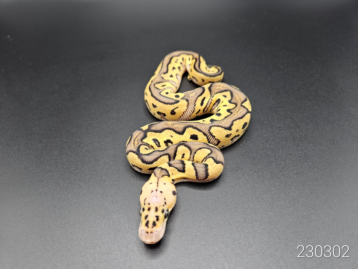Pastel Clown Het Pied Ball Python by ZM Exotics - MorphMarket